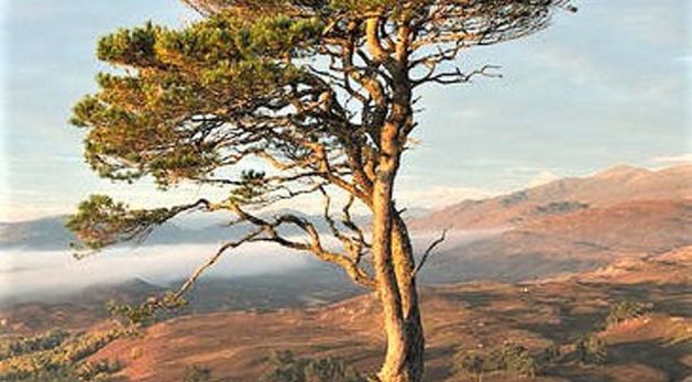 The Scots Pine is a native Irish conifer tree | Irish Independent