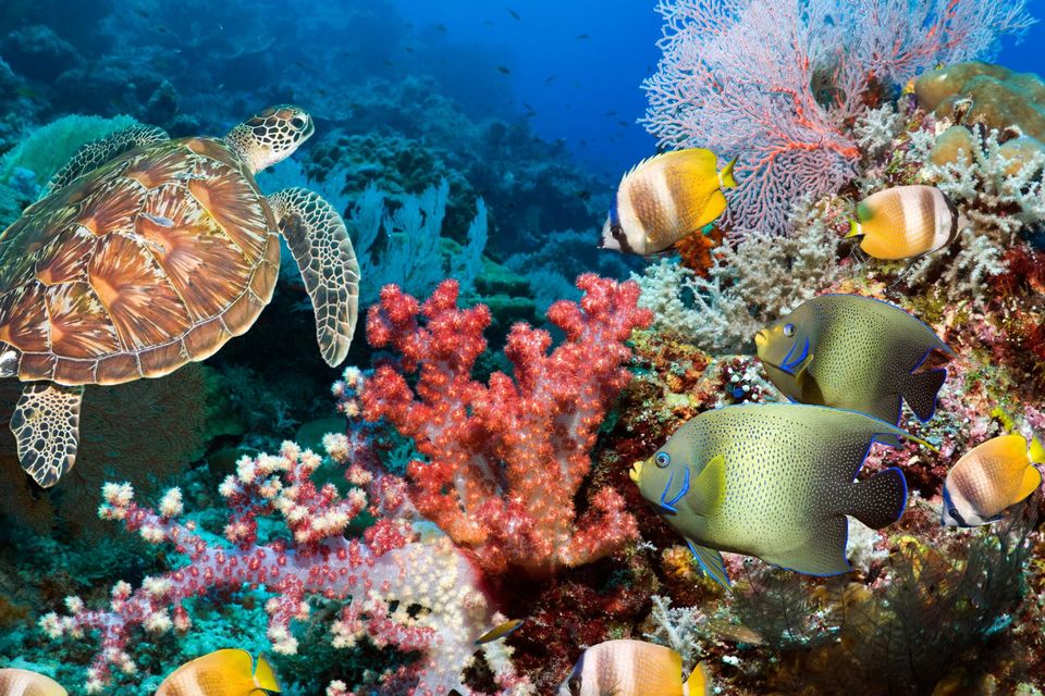 ‘Ship has reached shore’: UN seals deal to protect oceans after 20 ...