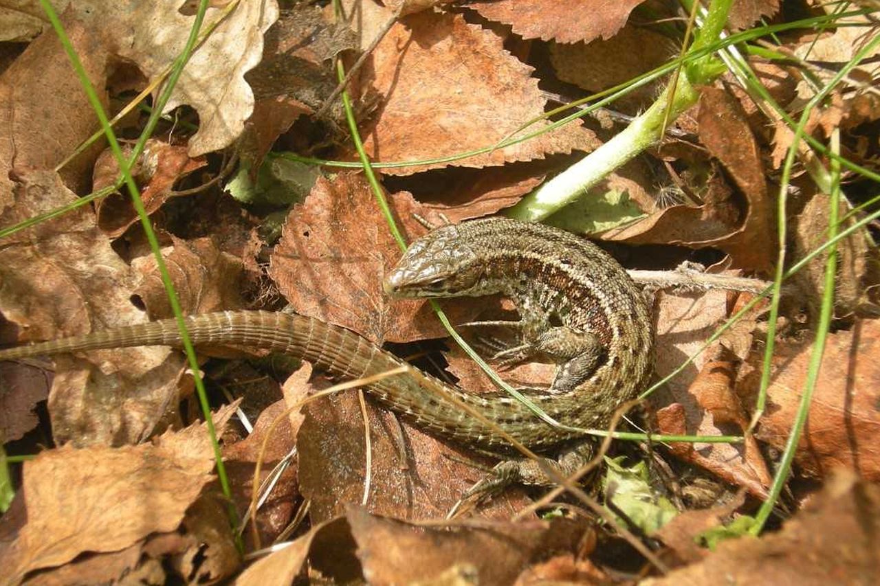 Alien venomous spider putting Ireland's only native lizard in danger ...