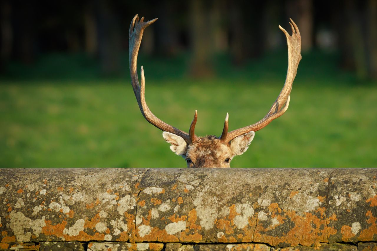 ‘I nearly cried out of fear when I saw 45 deer staring at me on my farm ...