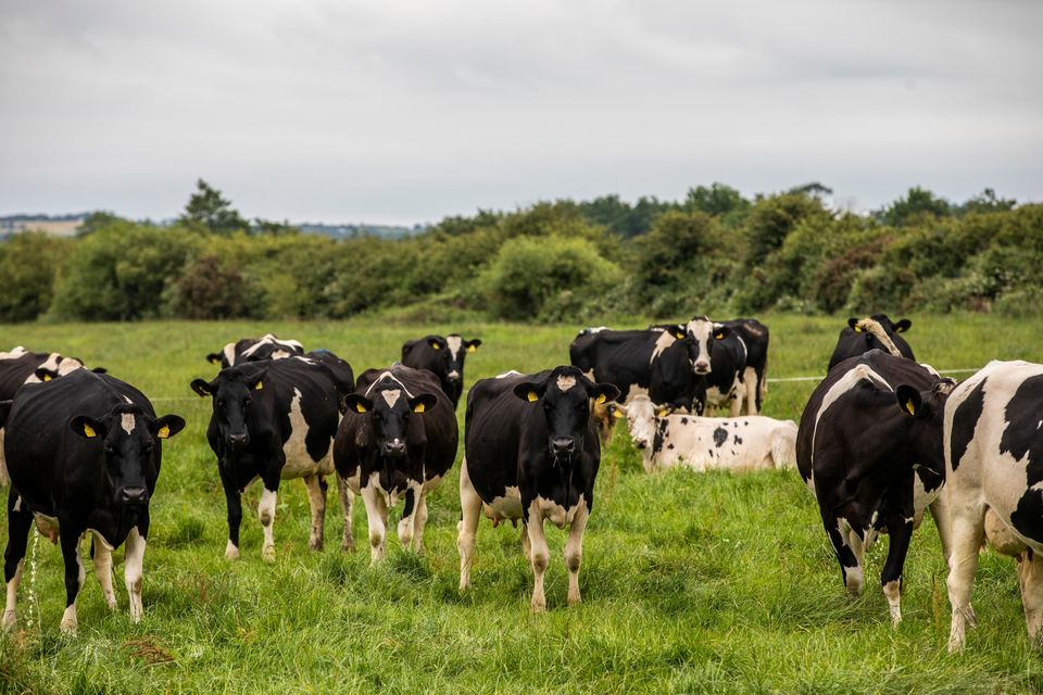 Difference of almost €7,400 being paid for milk between co-ops | Irish ...