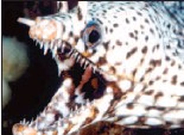 Creatures of the sea know just the way to woo a lady | Irish Independent