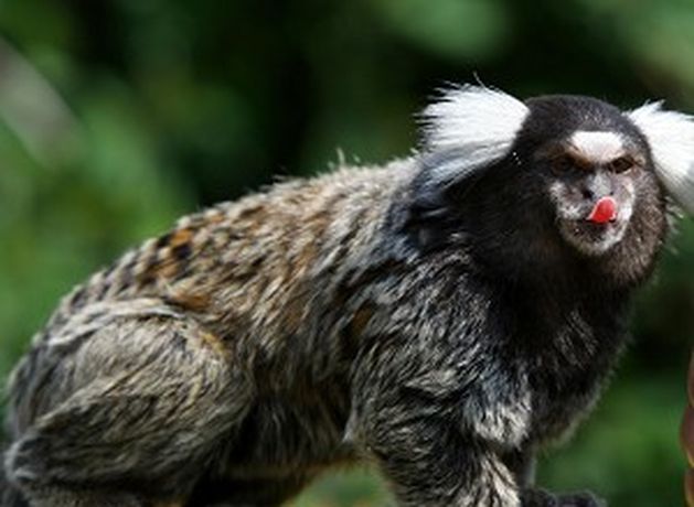 Woman at court with monkey in bra | Irish Independent