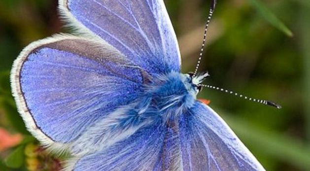 Blue butterfly numbers reach their peak in June | Irish Independent