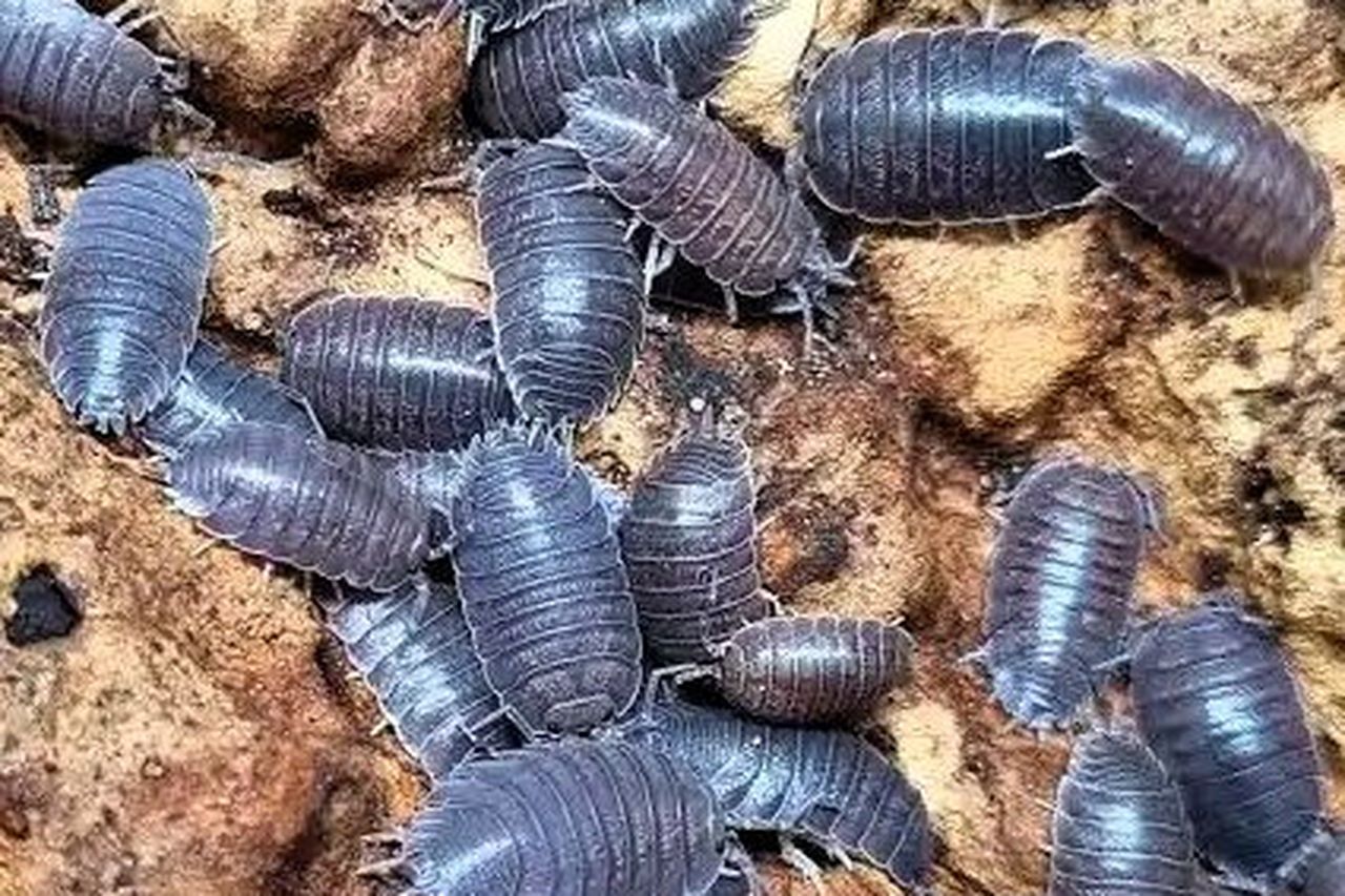Nature Trail: There are over 30 species of woodlouse in Ireland, but ...