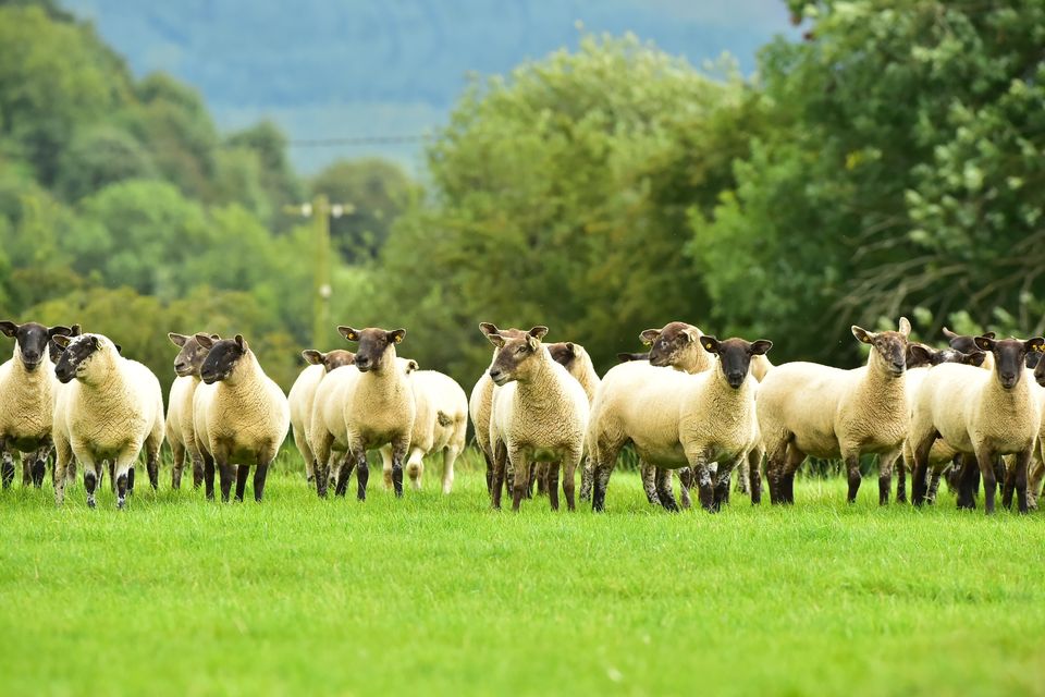 2,200-strong Borris sale showcases a ‘unique’ breed | Irish Independent