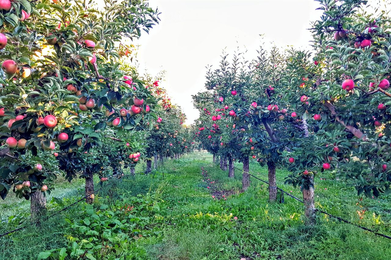 Finding a future for Irish apple growers | Irish Independent
