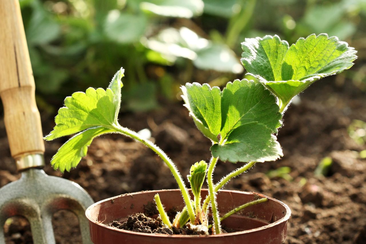 Gardening with Diarmuid Gavin: a time to plant | Irish Independent