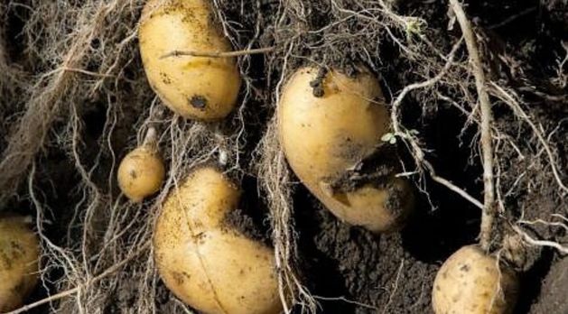 Do perennating plants 'hibernate' for the winter? | Irish Independent