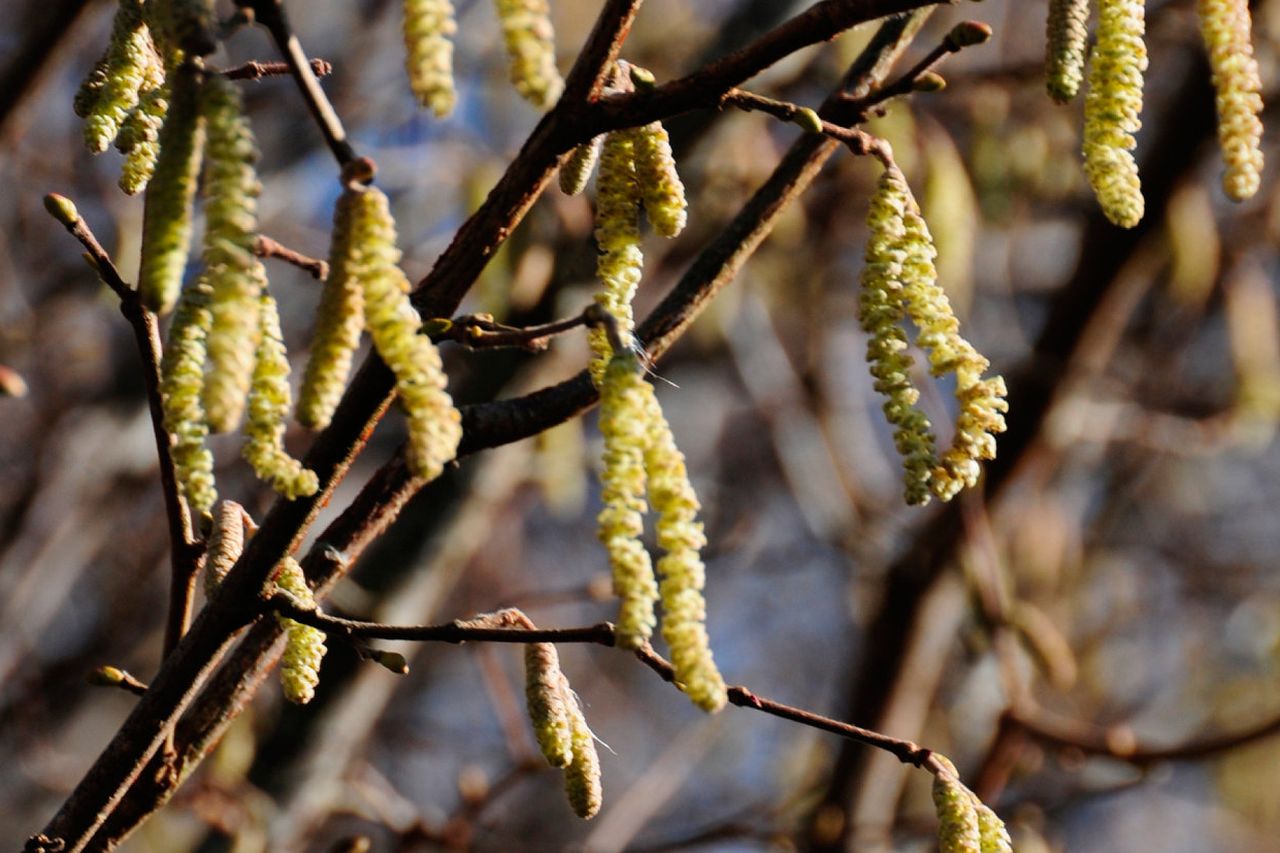 In The Garden: Wild hazel gets off to an early start | Irish Independent