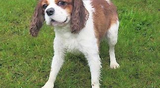 Meet Slash | Irish Independent