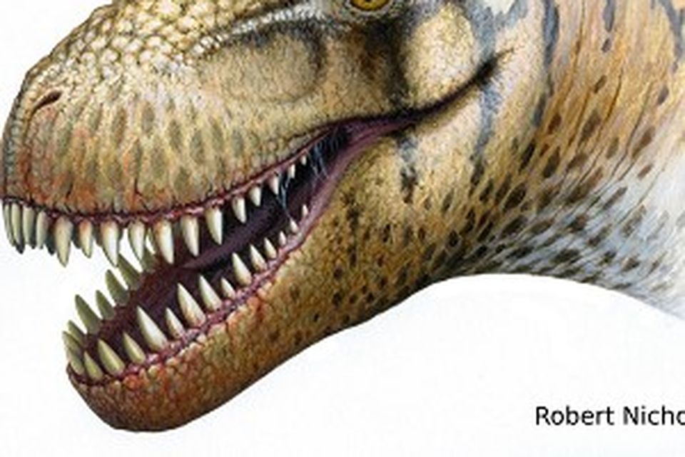 Fossils of enormous dinosaur found | Irish Independent