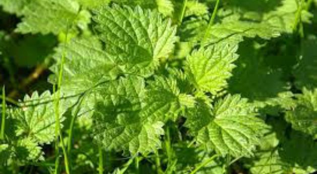 Nettles: nature's natural remedy... and they won't sting | Irish ...