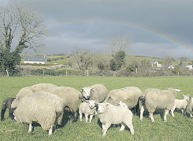 Cut costs with a flock health plan | Irish Independent