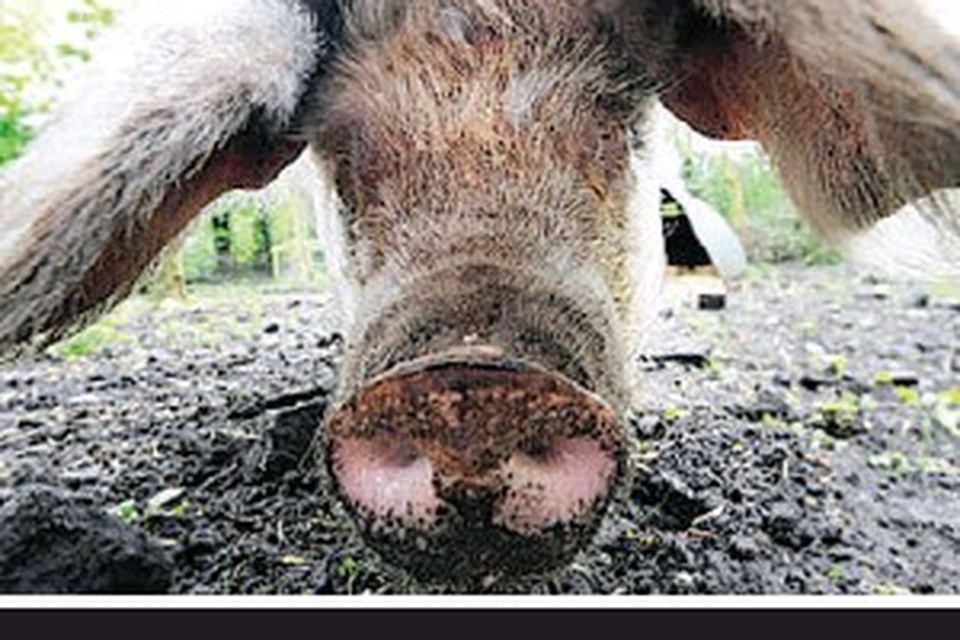 The week in pictures | Independent.ie
