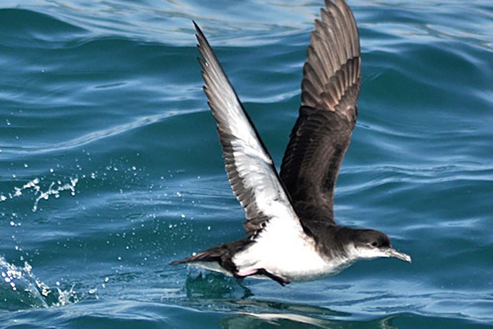 Bright lights attracting Blasket birds to Dingle | Irish Independent