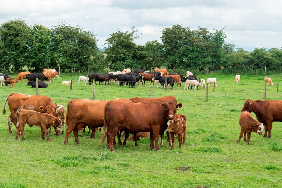 Scottish ‘super breed’: Meath farmer taking different approach to beef ...