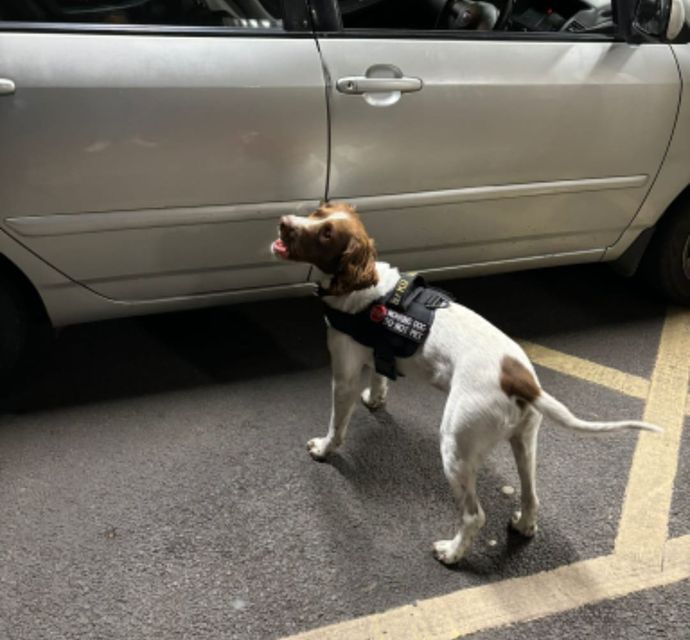 Detector dog Alfie helps Donegal gardaí catch ten people with drugs at ...