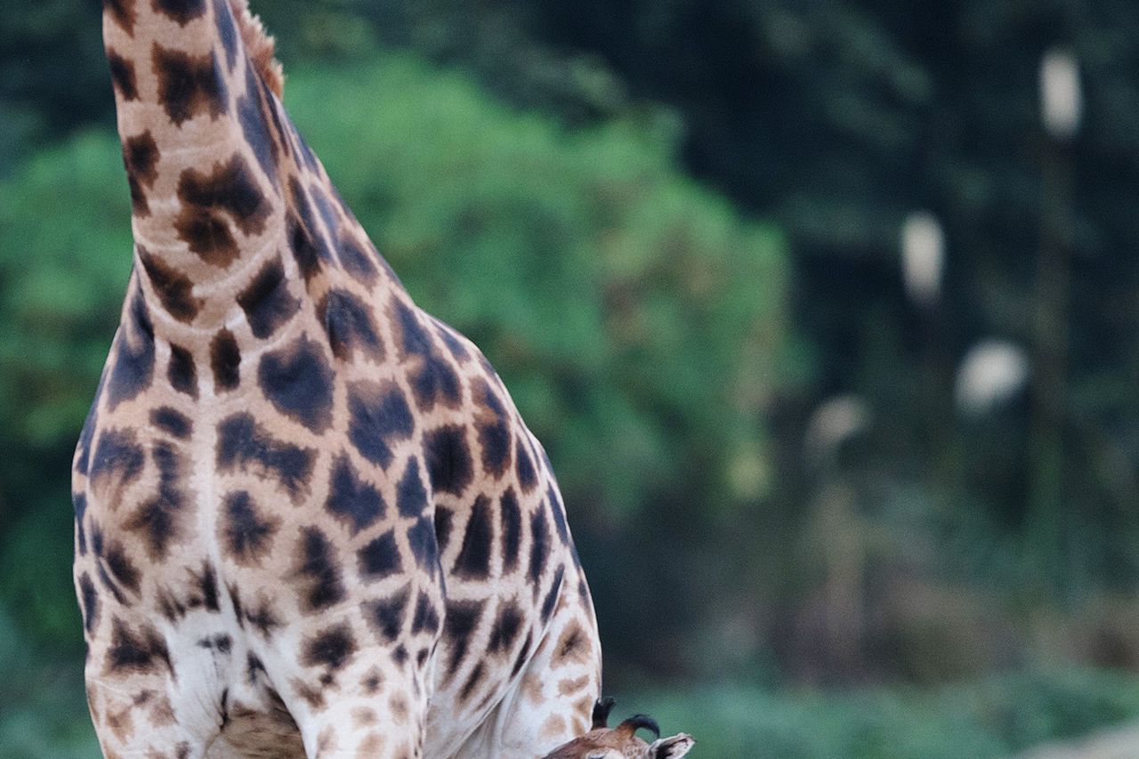 It's a boy! Dublin Zoo announce birth of baby giraffe | Irish Independent