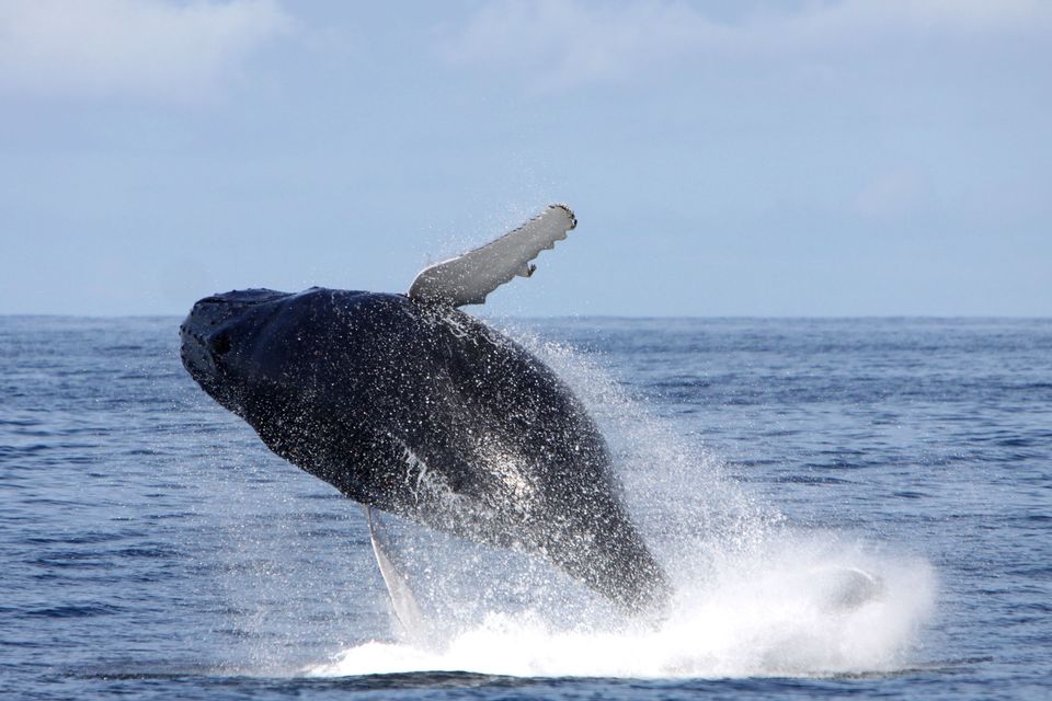Irish whale experts retrace humpback feeding routes | Irish Independent
