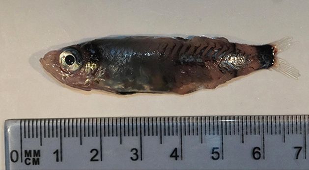 New fish species found in Kerry waters | Irish Independent