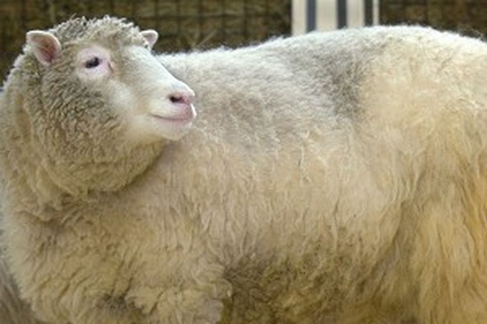 New job for Dolly the sheep pioneer | Irish Independent