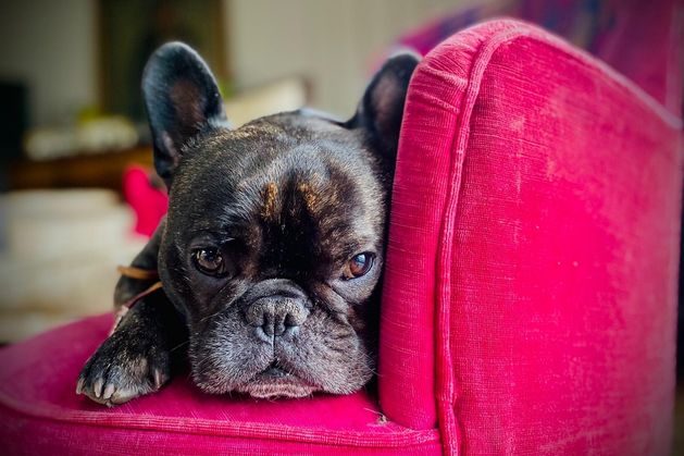 My Pet: Bow down before King Ted, a regal French Bulldog who is king of ...