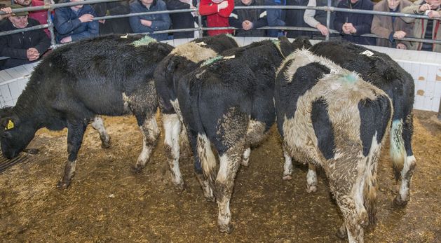 Cow prices remain firm amid friction | Irish Independent