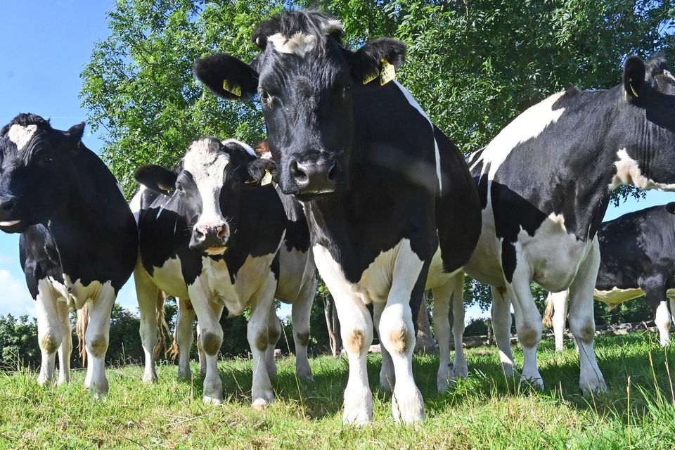 John Heney: Ag House platitudes are an insult to beef farmers | Irish ...