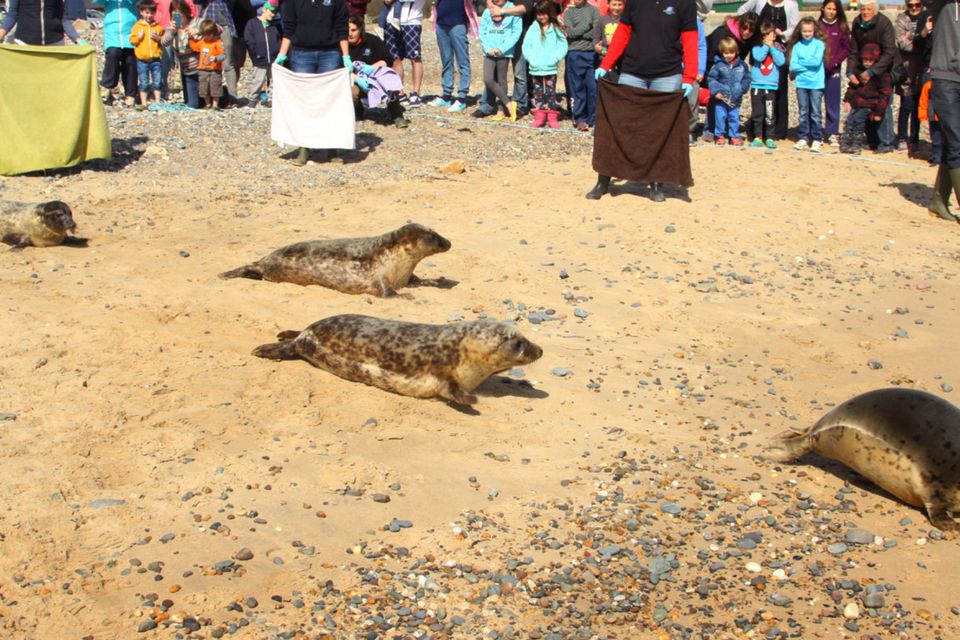 Seal Rescue Ireland hold a host of Easter events | Irish Independent
