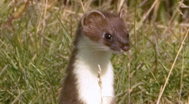 The Irish Stoat is unique to the Emerald Isle | Irish Independent