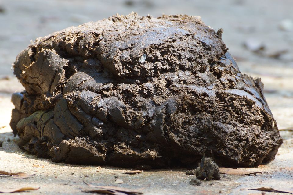 Limerick farmer fined €300 over his Effin cows’ dung | Irish Independent