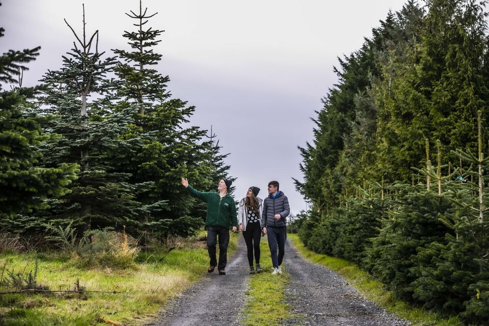 Wicklow Christmas tree growers expecting bumper sales Irish Independent