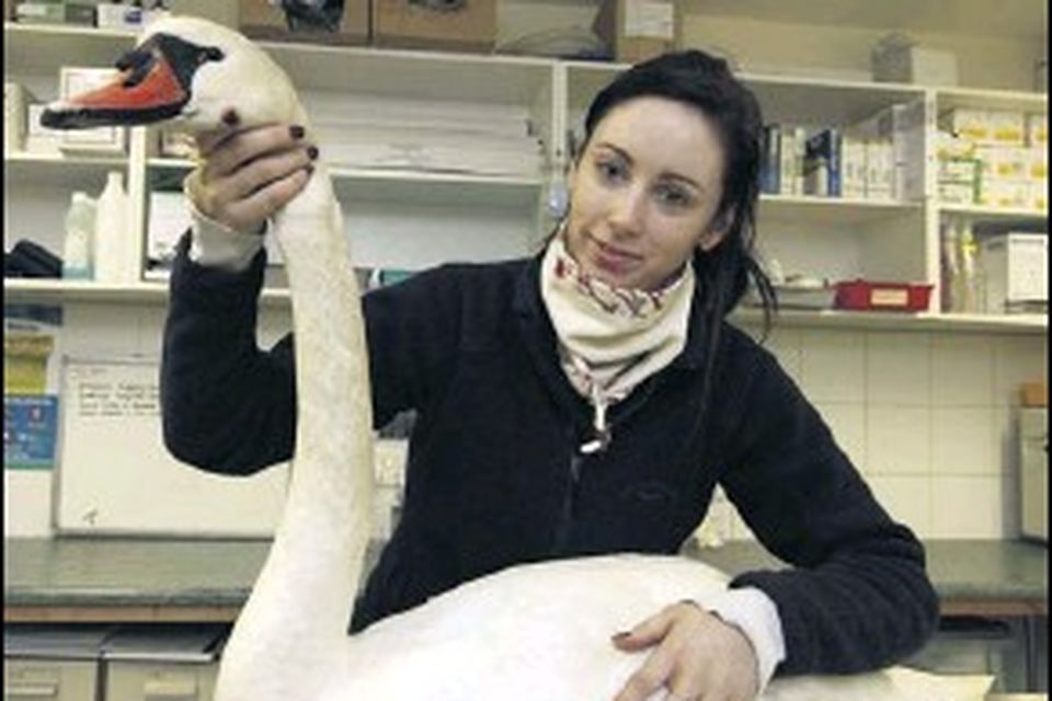 Swan was skating on very thin ice | Irish Independent