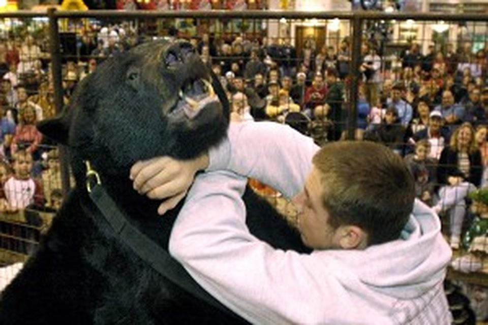 Bear that mauled handler put down | Independent.ie