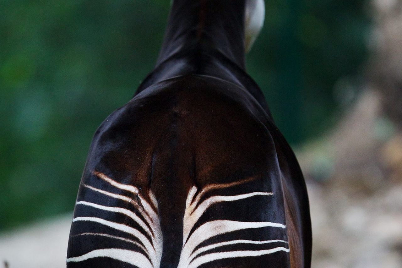 Dublin Zoo unveils two rare okapis | Irish Independent