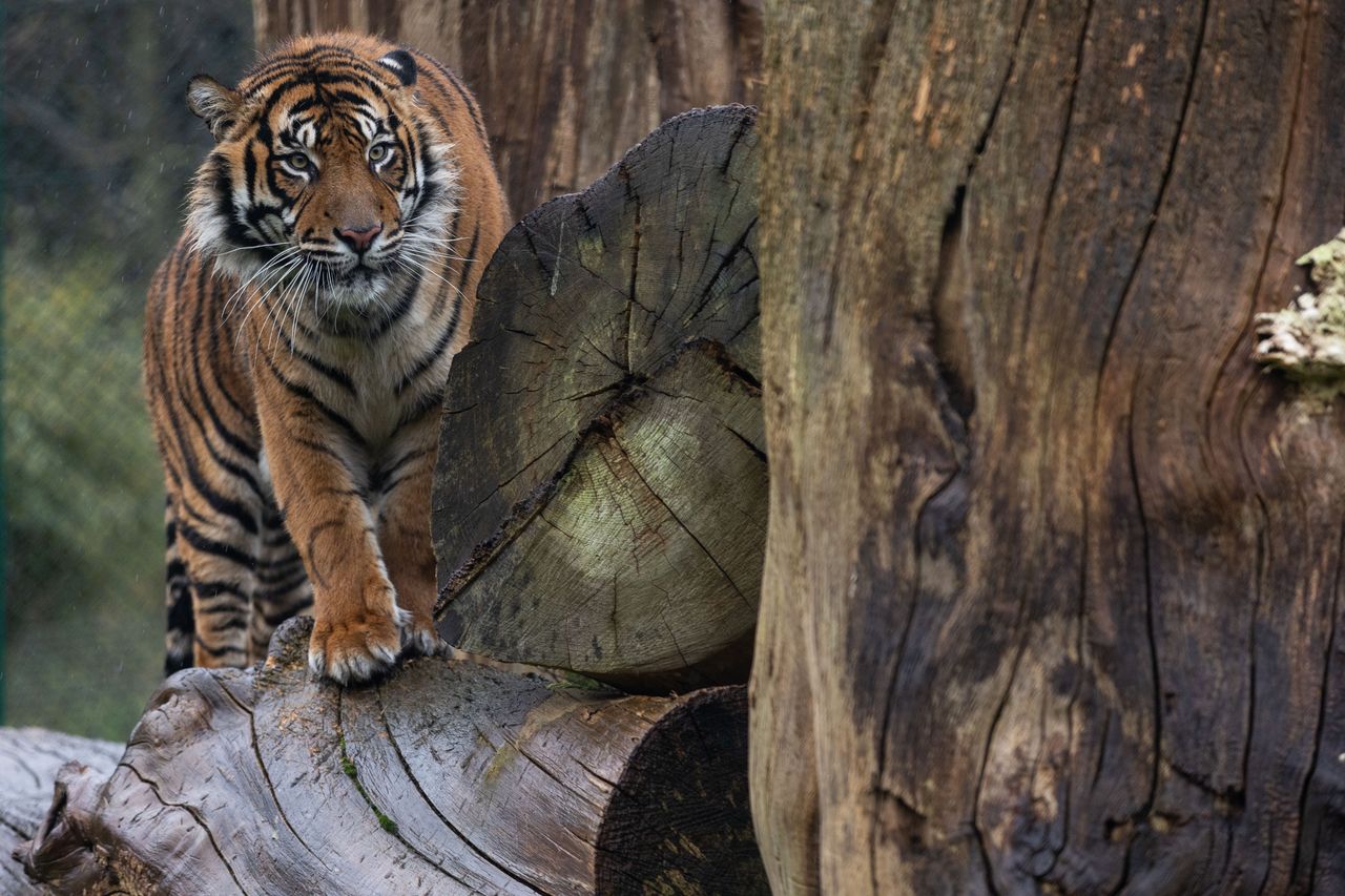 Fota Wildlife Park celebrates Christmas with arrival of new tiger ...