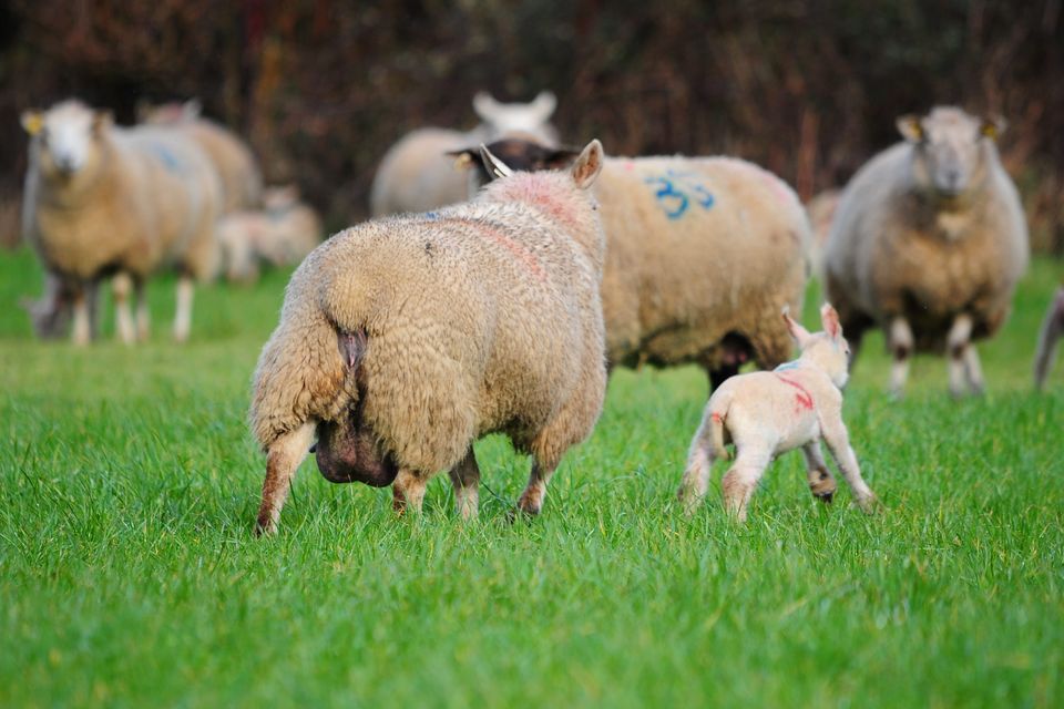 Students' interest in lambing season refreshing as the calm before the ...