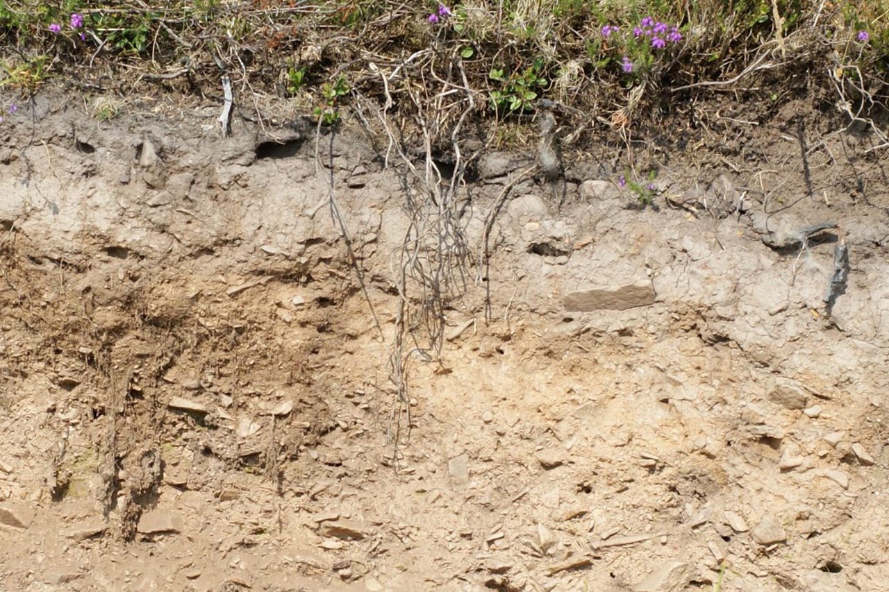 Soil is a most wonderful thing | Irish Independent