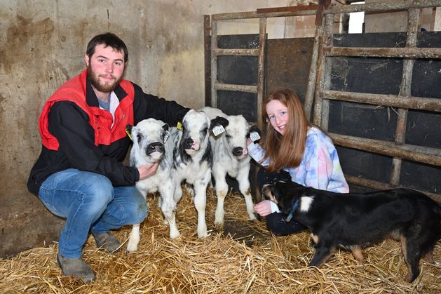 Rare occurrence on Kerry farm as farmer welcomes healthy triplet calves ...