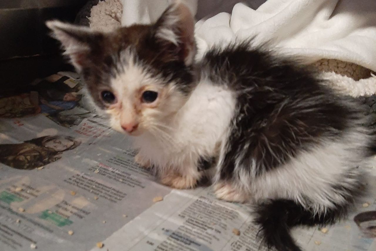 Louth SPCA caring for kittens dumped and left to die | Irish Independent