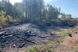 Calls for ‘early warning system’ for forest fires at Wexford nature ...