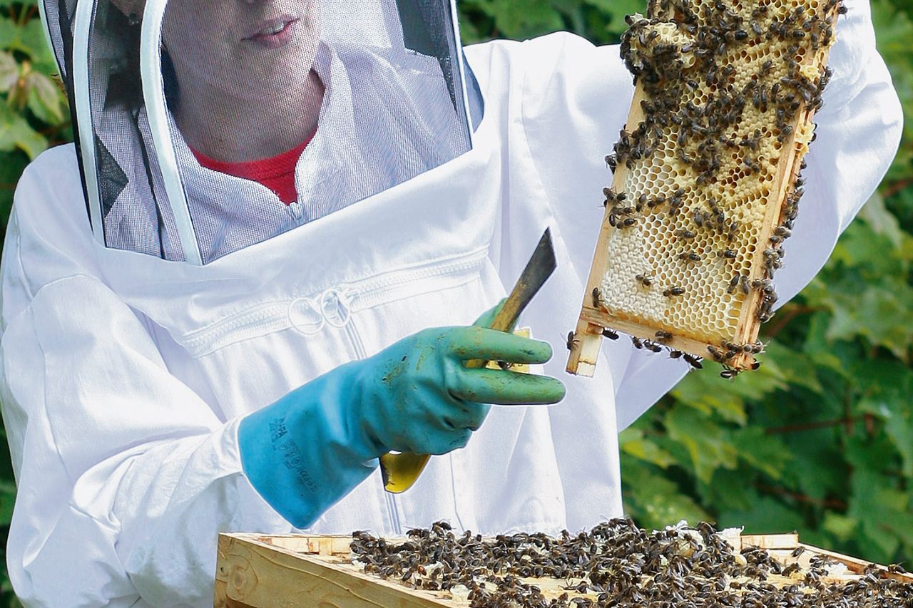 Beekeeping – it's a real buzz | Irish Independent