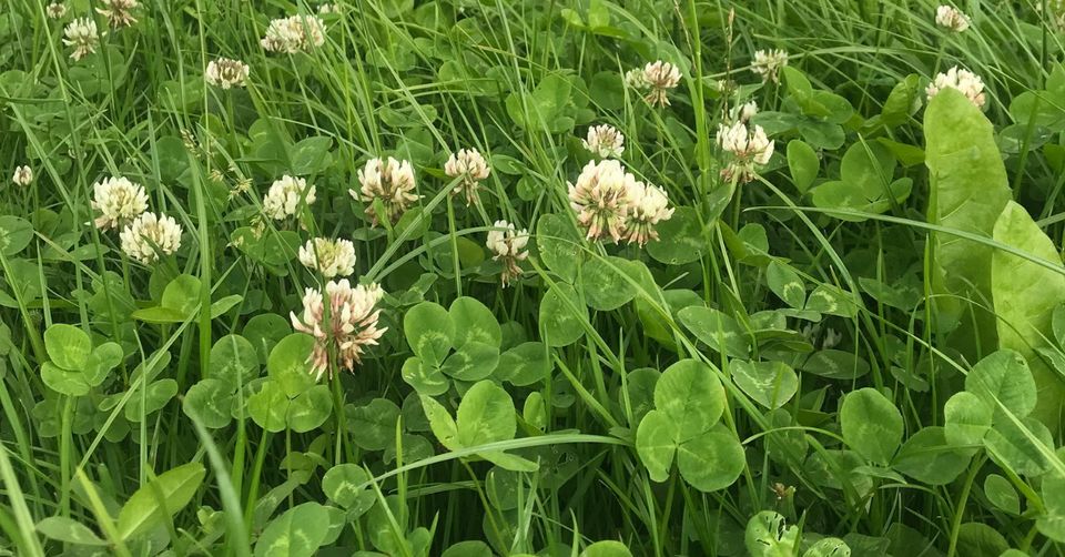 Tips and tricks to help with weed control this spring | Irish Independent