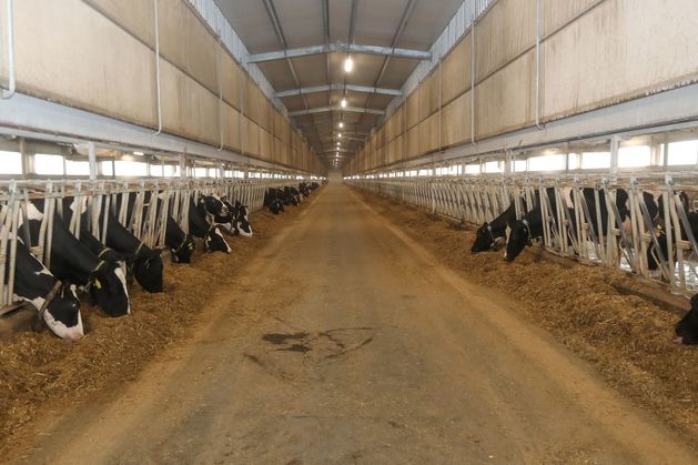 ADRAR | Baladna Powdered Milk Farm | 117.000 Ha | #U-C | Page 4 ...