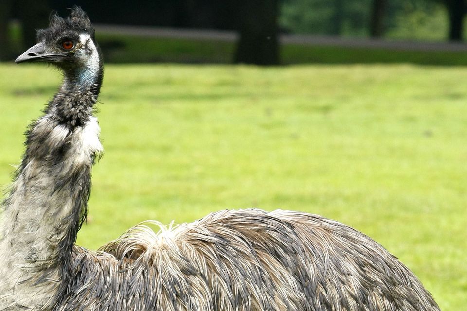 Emu Goose