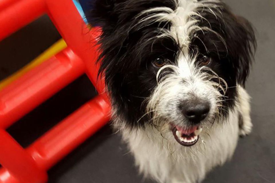 Adopt a pet | Irish Independent