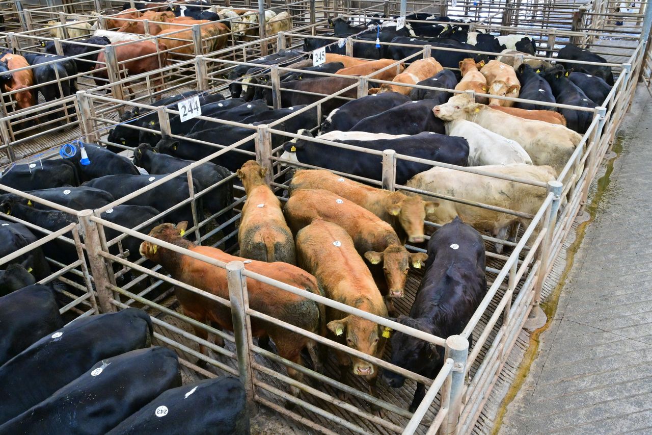 Poor grass growth and strong prices keep mart numbers high – but ...