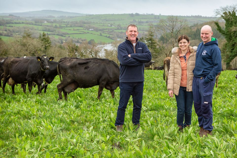 How multi-species swards keep costs down for this dairy farm ...