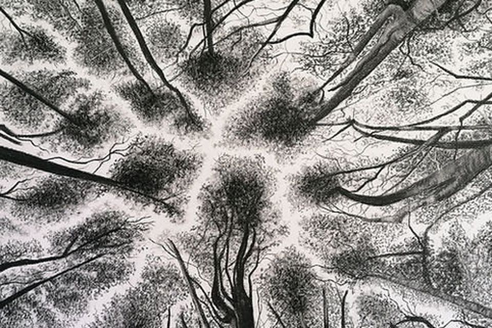 Claire Buckley exhibit in Bray to show trees exist in two worlds at ...